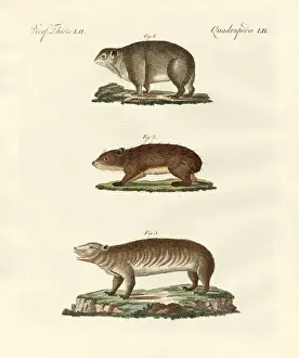 Rock Hyrax (Procaviidae, Mammals, Animals) Collection