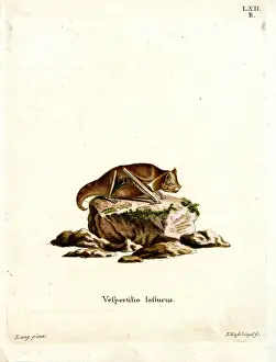 Eastern Red Bat Art Prints, Posters & Puzzles