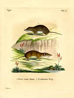 Soricidae (Mammals, Animals) Collection Our beautiful Wall Art and ...