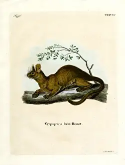Fossa (Mammals, Animals) Collection Our beautiful Wall Art and Photo ...