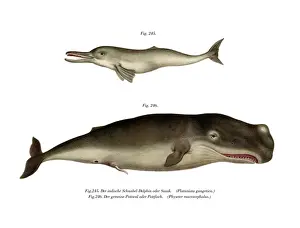 Ganges River Dolphin Art Prints, Posters & Puzzles