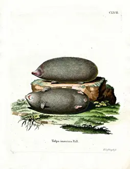 Chrysochloridae Art Prints, Posters & Puzzles