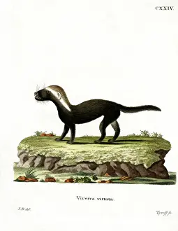 Greater Grison Art Prints, Posters & Puzzles