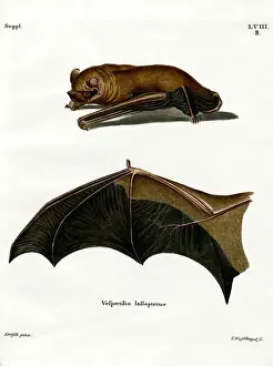 Noctule (Vespertilionidae, Mammals, Animals) Collection