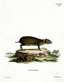 Green Acouchi (Dasyproctidae, Mammals, Animals) Collection