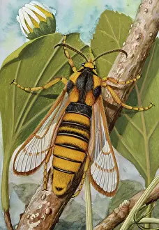 Hornet Moth Art Prints Collection