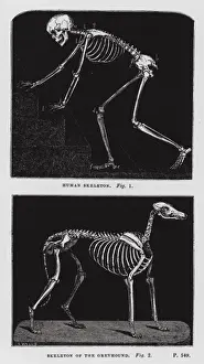 Whippet (Hound, Dogs Domestic, Mammals, Animals) Collection