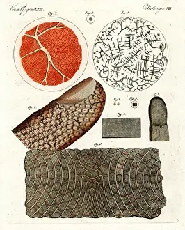 Human Blood Art Prints, Posters & Puzzles