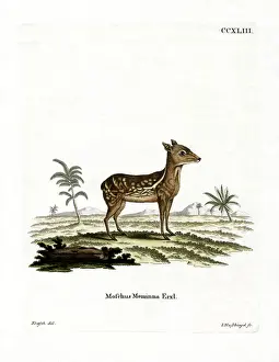Indian Chevrotain Art Prints, Posters & Puzzles