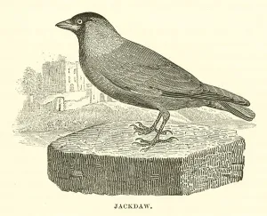 Jackdaw Collection of Photo Prints and Gifts