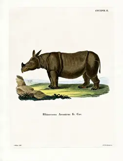 Javan Rhinoceros Art Prints, Posters & Puzzles