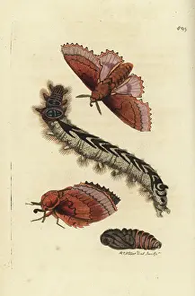 Lappet Moth (Butterflies, Insects, Animals) Collection