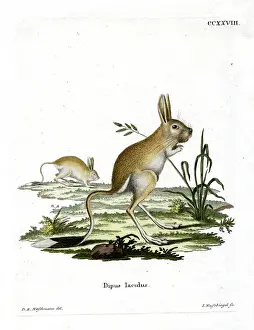 Lesser Egyptian Jerboa (Dipodidae, Mammals)