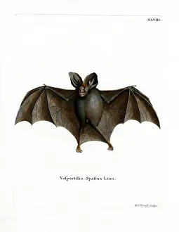 Lesser Ghost Bat (Emballonuridae, Mammals)