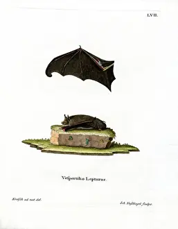 Lesser Sac-winged Bat (Emballonuridae, Mammals)