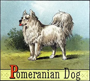 Pomeranian (Toy, Dogs Domestic, Mammals, Animals) Collection
