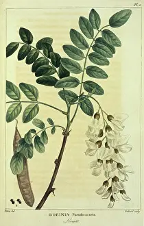 Locust Tree Art Prints, Posters & Puzzles