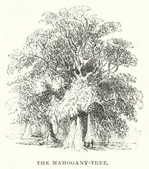 Mahogany Tree Collection of Photo Prints and Gifts