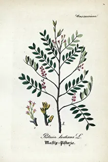 Mastic Tree Art Prints