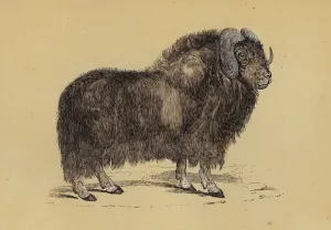 Musk Ox (Mammals, Animals) Collection For sale as Framed Prints, Photos ...