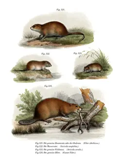 Muskrat (Cricetidae, Mammals, Animals) Collection For sale as Framed ...