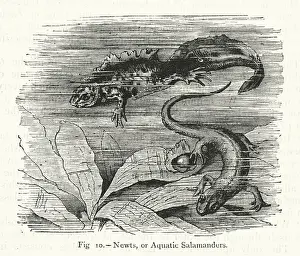 Aquatic Salamanders Collection of Photo Prints and Gifts