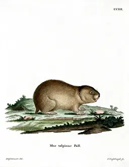 Northern Mole Vole Art Prints, Posters & Puzzles
