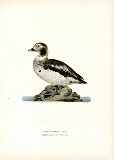 Old Squaw Duck Collection of Photo Prints and Gifts