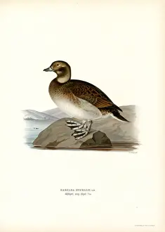 Old Squaw Duck Art Prints, Posters & Puzzles