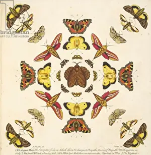 Lappet Moth Art Prints, Posters & Puzzles