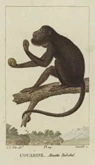 Red-handed Howler Monkey (Atelidae, Mammals)