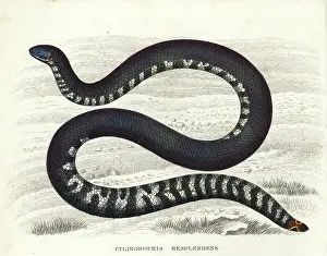 Red-Tailed Pipe Snake (Pipe Snake)