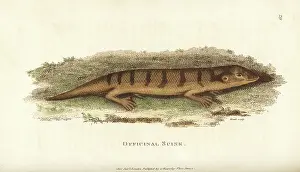 Skinks (Lizards, Reptiles, Animals) Collection Our beautiful Wall Art ...