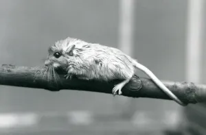 Shaws Jird (Muridae, Mammals, Animals) Collection For sale as Framed ...