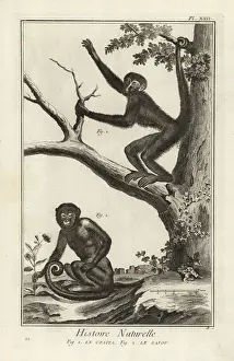 Spider Monkey (Mammals, Animals) Collection Our beautiful Wall Art and ...