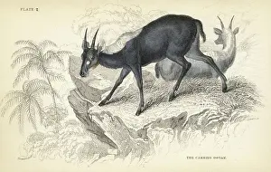 Sumatran Serow Art Prints, Posters & Puzzles