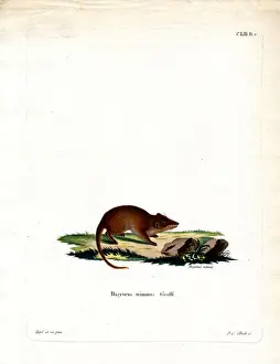 Swamp Antechinus (Dasyuridae, Mammals, Animals) Collection