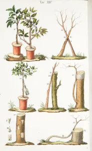 Cleft Graft Art Prints, Posters & Puzzles