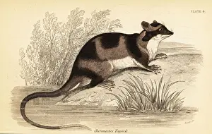 Water Opossum (Didelphidae, Mammals, Animals) Gallery
