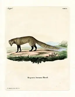 White-tailed Mongoose (Herpestidae, Mammals)