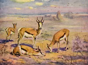 Springbok (Bovidae, Mammals, Animals) Collection available as Framed ...