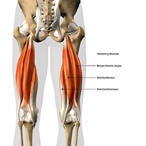 Biceps Femoris Photo Prints