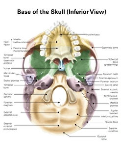 Foramen Lacerum