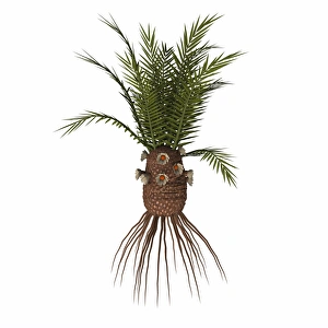 Bennettitales Collection of Photo Prints and Gifts