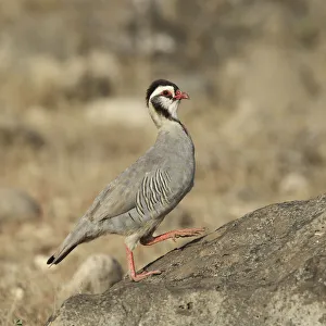 Arabian Partridge (Phasianidae) Gallery available as Framed Prints ...
