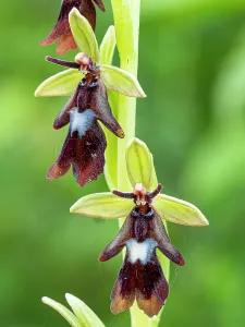 Orchis Insectifera Photo Prints