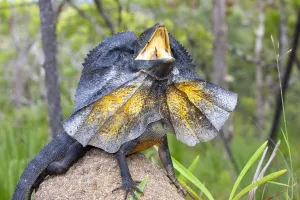 Frilled Lizard (Lizards, Reptiles, Animals) Collection
