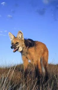 Maned Wolf (Dogs Wild, Mammals, Animals) Collection