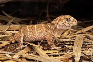 Rough Knob-Tailed Gecko (Lizards)