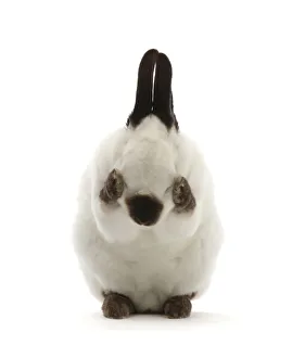 Sable (Mustelidae, Mammals, Animals) Collection For sale as Framed ...